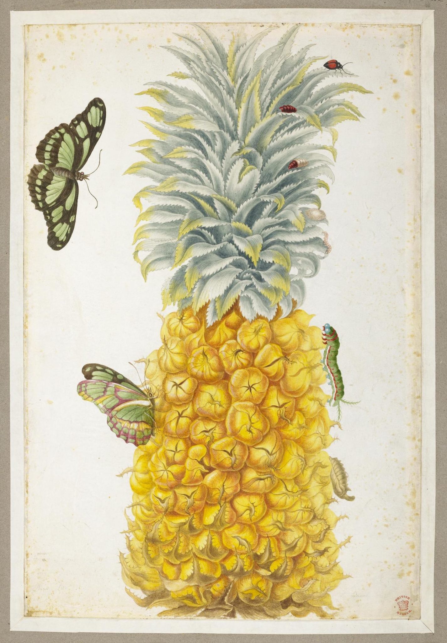 Dutch Artist Alida Withoos as a Painter and Botanical Illustrator
