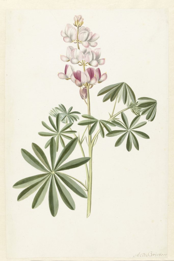 Dutch Artist Alida Withoos as a Painter and Botanical Illustrator