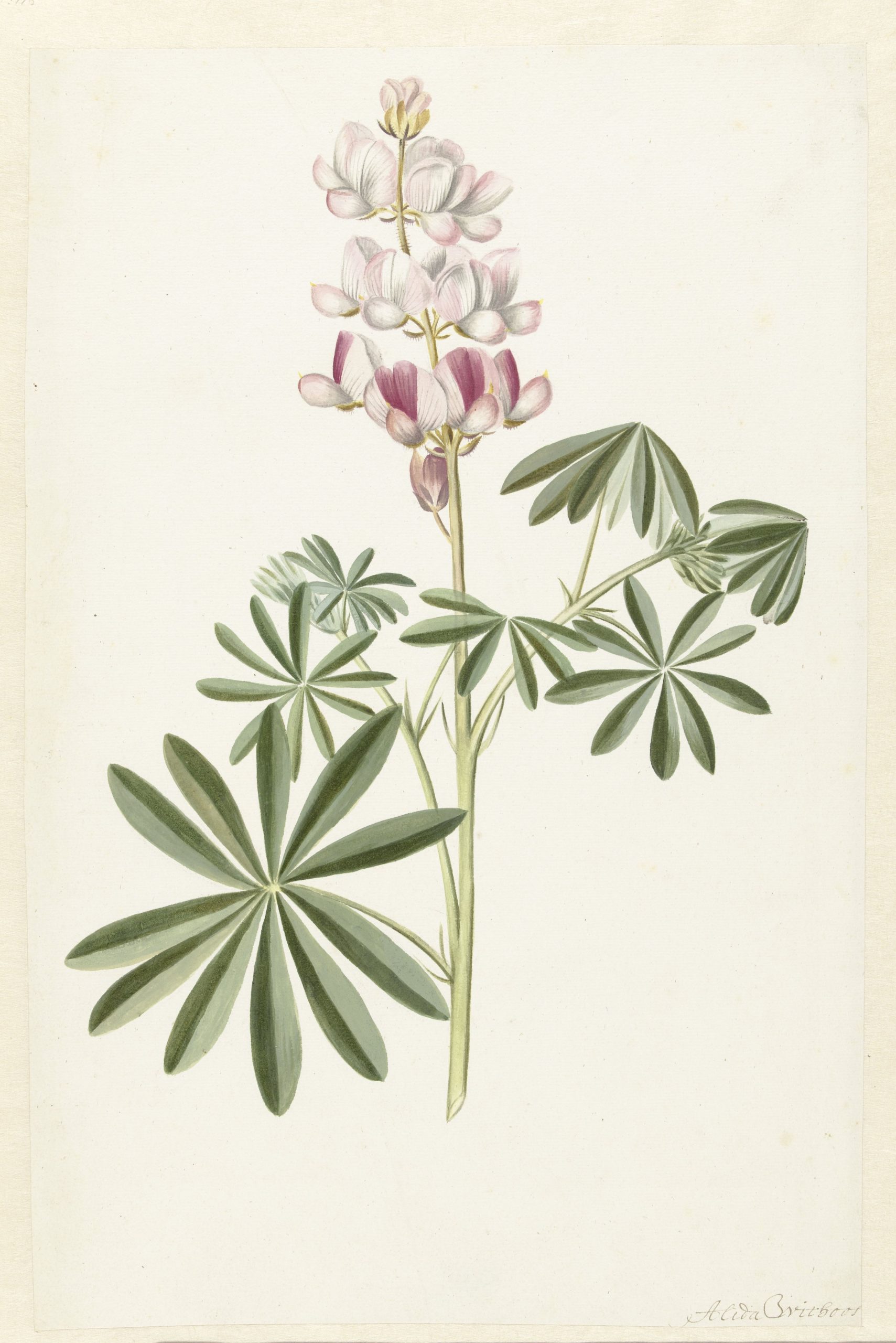 Dutch Artist Alida Withoos as a Painter and Botanical Illustrator