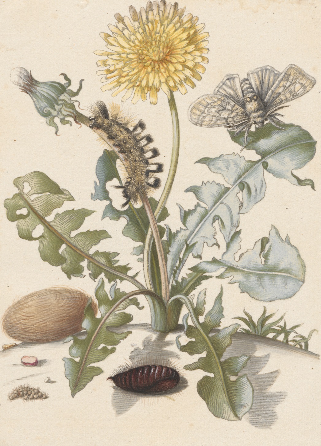 Maria Sibylla Merian | Her Contributions to Art & Science