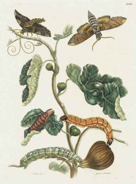 Maria Sibylla Merian | Her Contributions to Art & Science