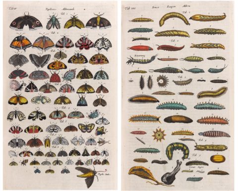 Maria Sibylla Merian | Her Contributions to Art & Science