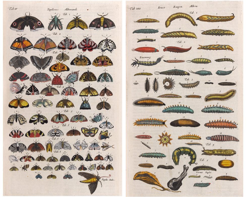 Maria Sibylla Merian | Her Contributions to Art & Science