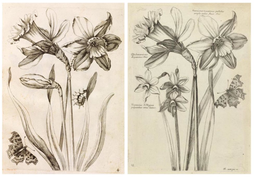 Maria Sibylla Merian | Her Contributions to Art & Science