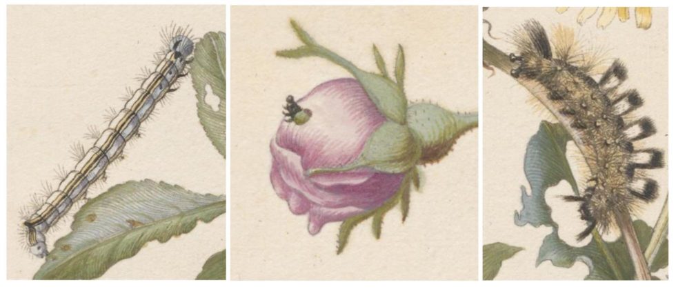 Maria Sibylla Merian | Her Contributions to Art & Science