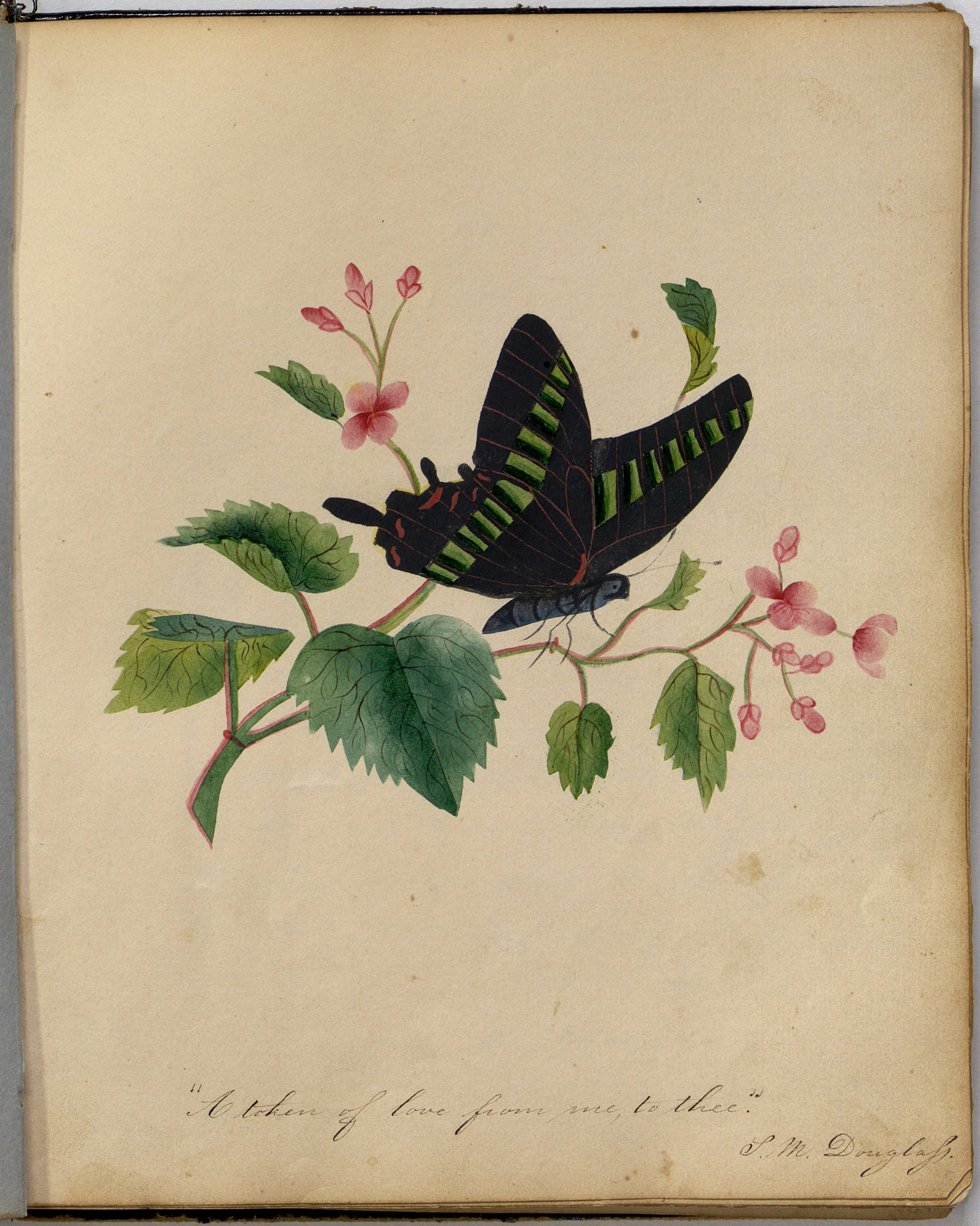 Visual Feasts | The Art of Sarah Mapps Douglass